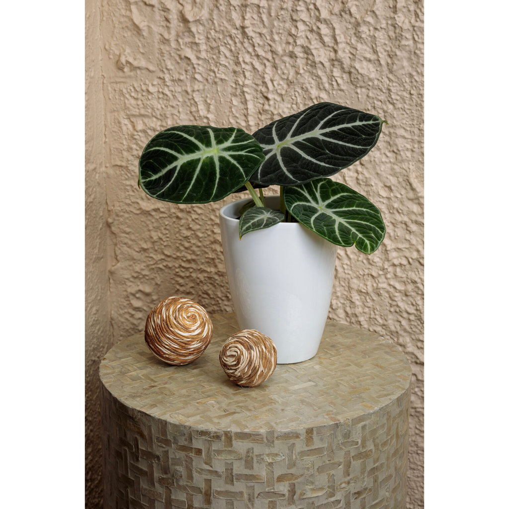 Alocasia Ninja Plant - Fresh Gardening Indoor Plant Outdoor Plants for ...