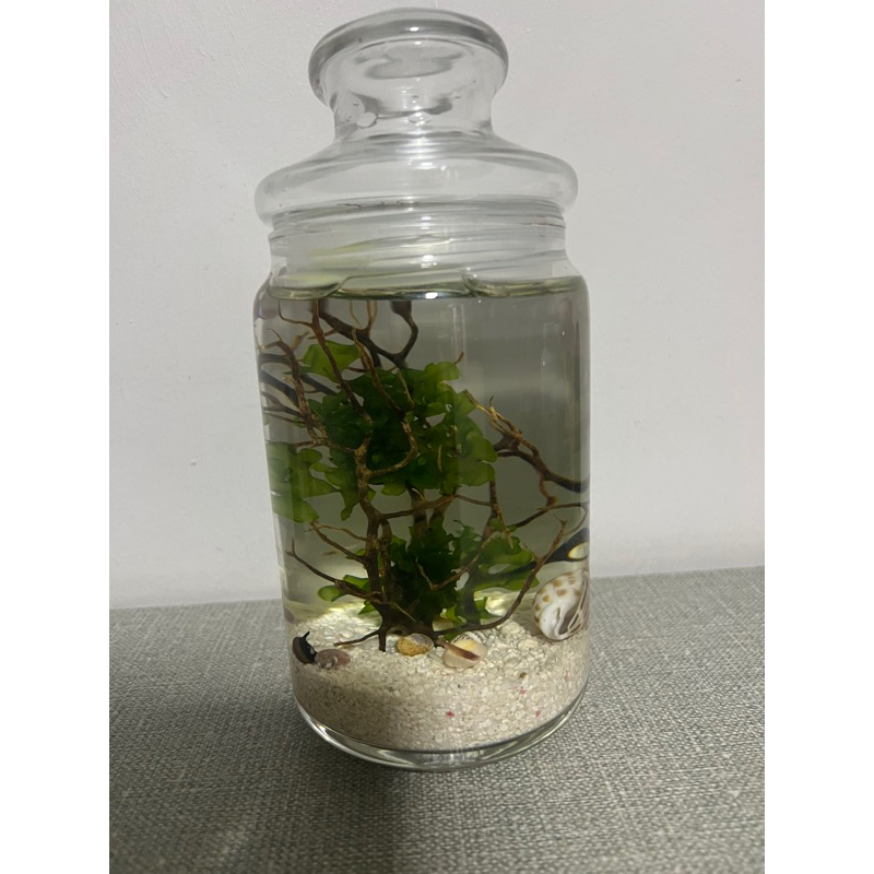 Eco Shrimp Bottle. Opae Ula shrimps prawn. Perfect gift present ...
