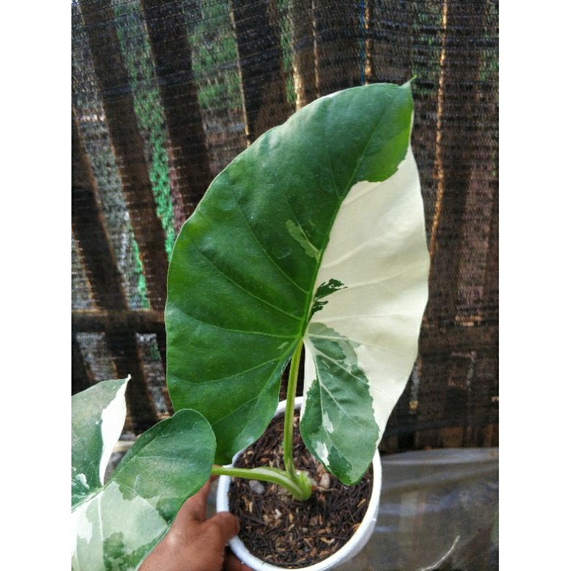 Alocasia macrorrhiza 'Variegated' - Majestic Elephant Ear with Striking ...