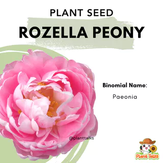 Plant Talks, Online Shop | Shopee Singapore