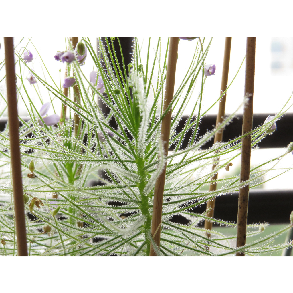 20 Byblis liniflora Seeds, GA3 for Germination, Rare Carnivorous Plant ...