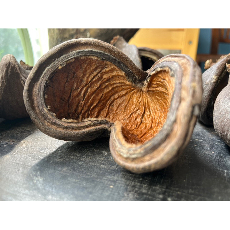 Elephant Ear Pods (3 pcs) for Shrimp Food and Aquariums. | Shopee Singapore