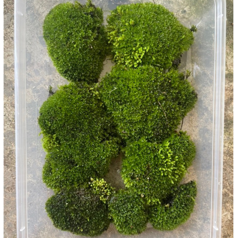 "Fresh Live Moss for Terrarium - Lush and Vibrant Green Moss for ...