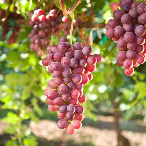 Sindo - Red Prince Grape Vine Singapore's Captivating Red Prince Grape ...
