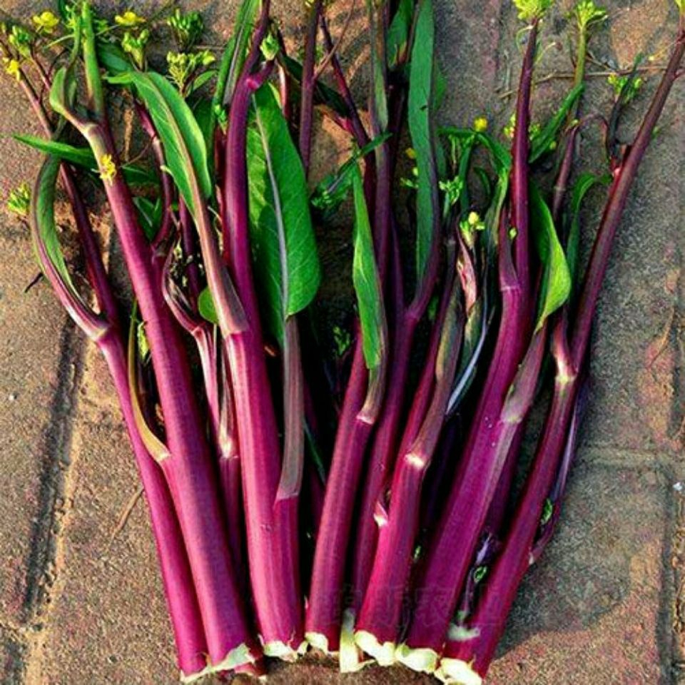 【Buy3 free 1】3000pcs Vegetable plants Seeds fruit seeds organic seeds ...