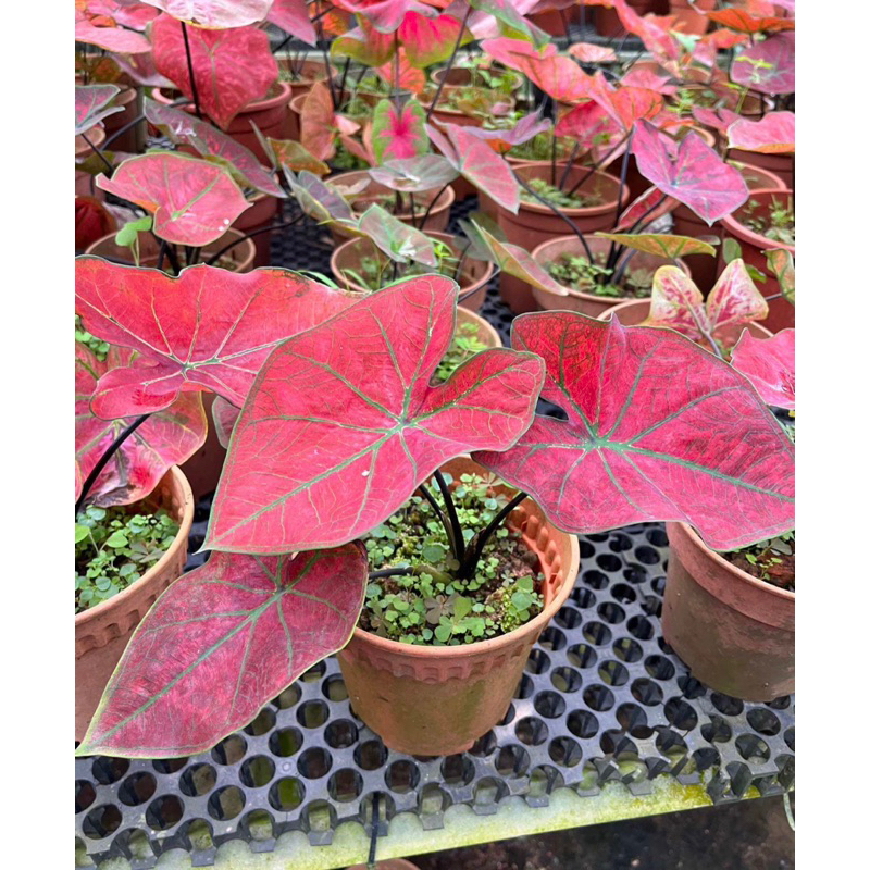 Caladium (0.25m) | Shopee Singapore