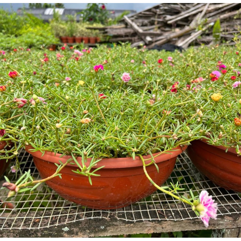 Portulaca Grandiflora (Polypetalous) Japanese Rose Mix Colour (0.2m ...