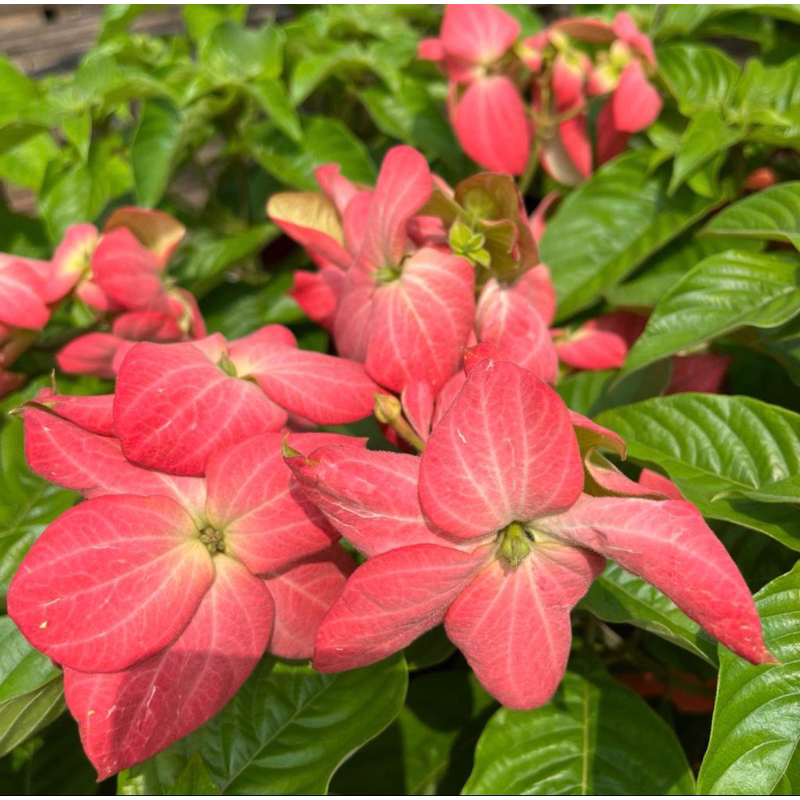 Mussaenda Philippica (Queen of Philippines) (0.6m) | Shopee Singapore