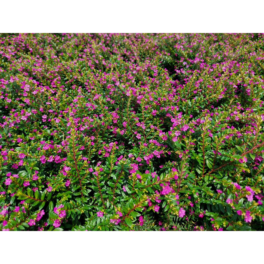 False Heather Cuphea Hyssopifolia Elfin Herb (In Poly Bag) Indoor House ...