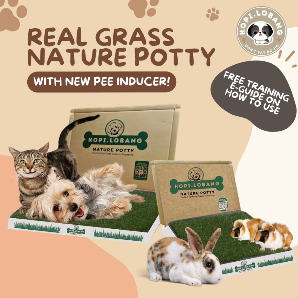 [SG] REAL GRASS NATURE POTTY ★ Dog Cat Potty Grass ★ Free Shipping ...
