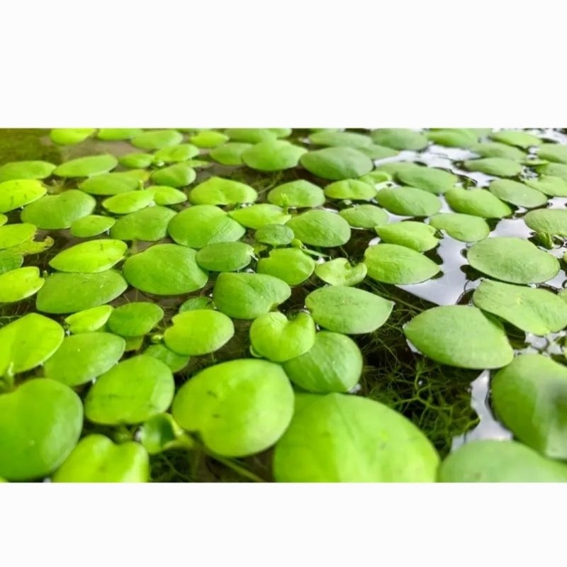(LIVE AQUATIC PLANT) FROGBIT FLOATING PLANT FOR AQUARIUM | Shopee Singapore