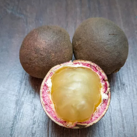 Matoa Tree (Pometia pinnata) – Tropical Fruit Plant for Your Garden ...