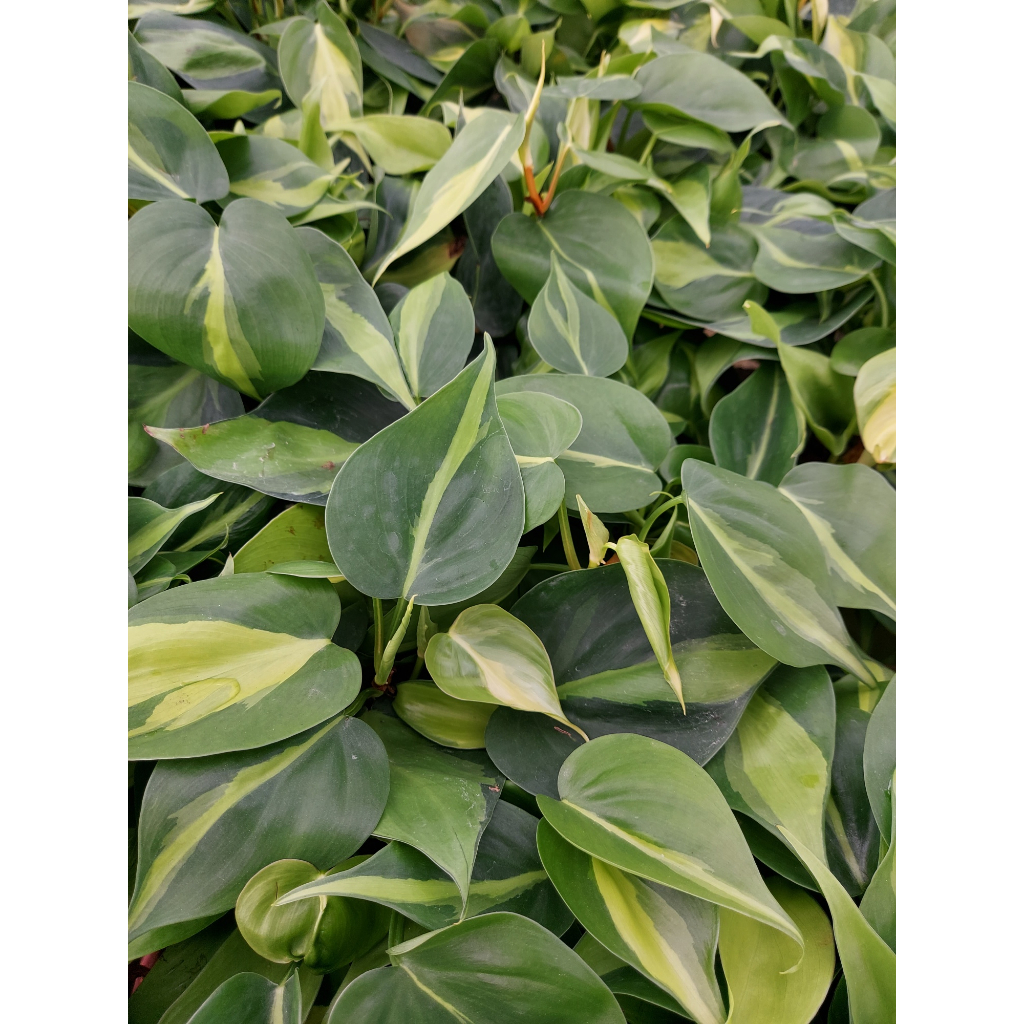 Philodendron Scandens Variegata Indoor House Home Twining Plant ...