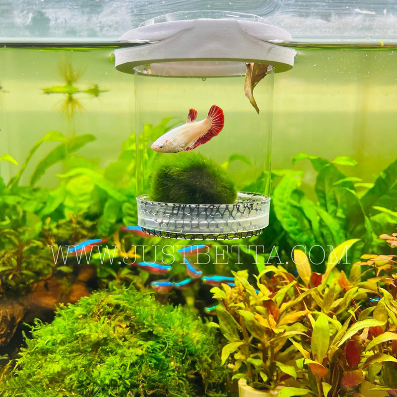 Betta / Guppy Breeding Cup - Isolation Breeder Cup | Shopee Singapore