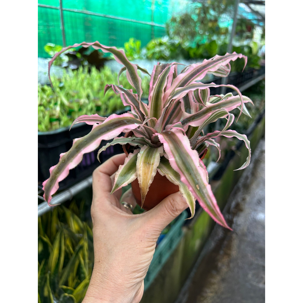Cryptanthus Red Ribbon and Cryptanthus Pink Starlite *Succulent ...