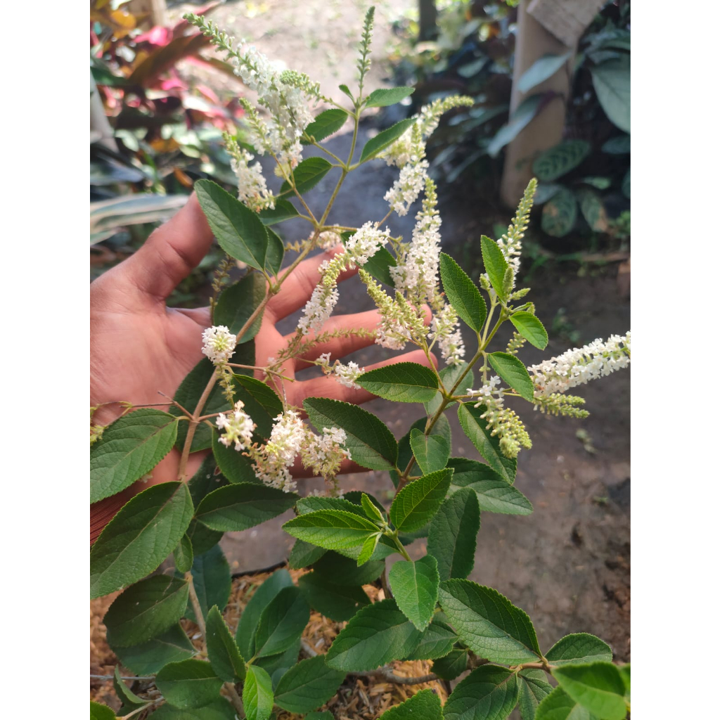Aloysia Virgata Plant - Fragrant Sweet Almond Bush Plant | Shopee Singapore