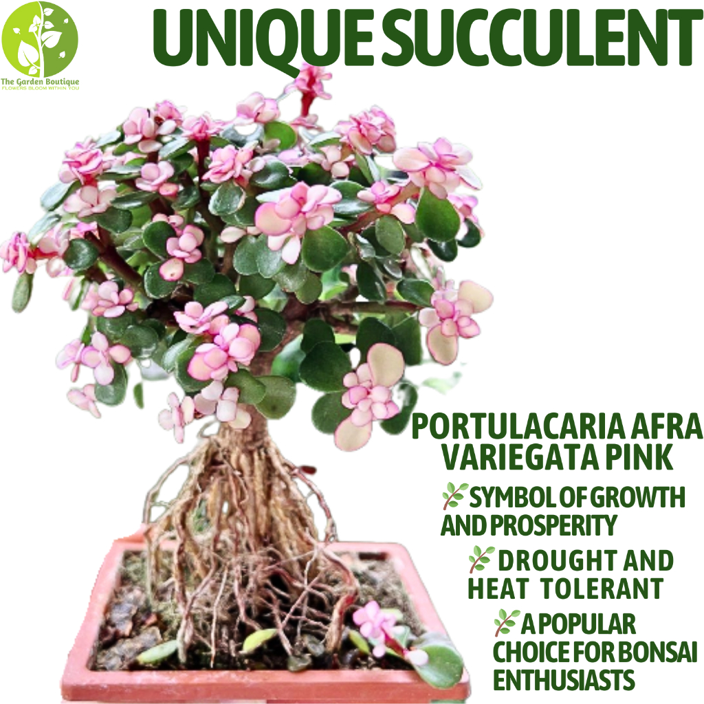 [Local Seller] Portulacaria afra variegata Pink Elephant Bush Succulent ...