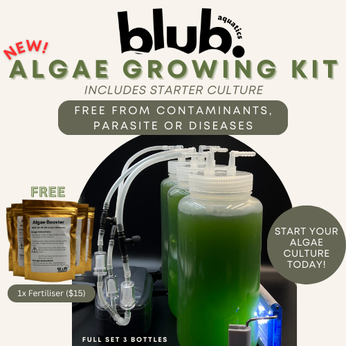 Algae Growing Kit - Aquarium Algae green water Scenedesmus chlorella ...