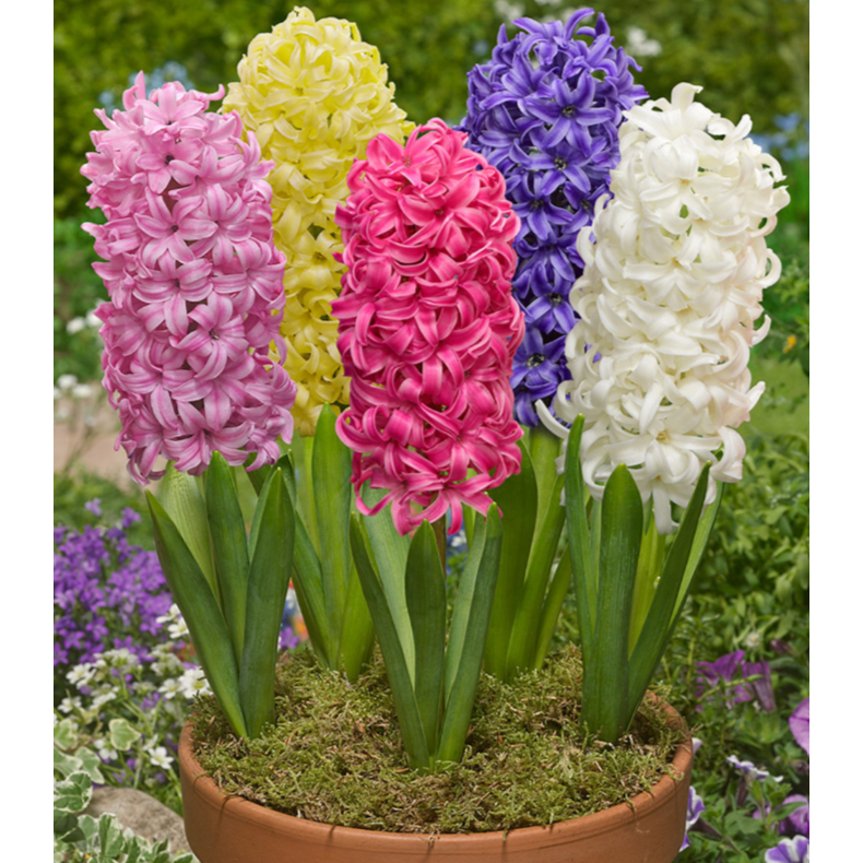 CNY Chinese New Year Hyacinth Bulbs House Home Potted Plant Gardening ...