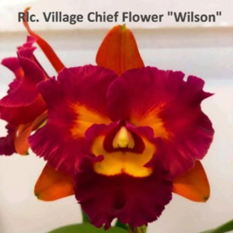 Rlc. Village Chief Flower 'Wilson' | Shopee Singapore