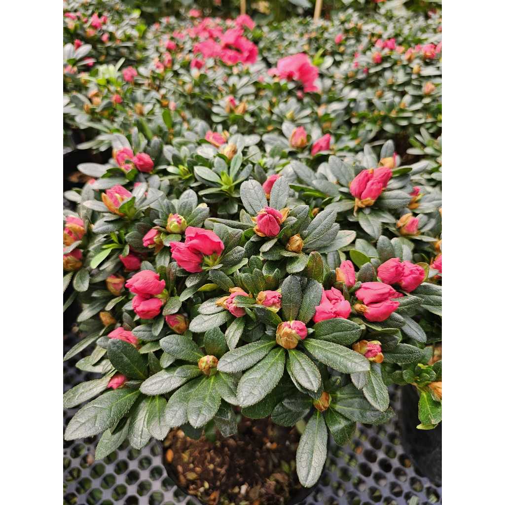 CNY Chinese New Year Azalea Flowering Indoor House Home Potted Plant ...