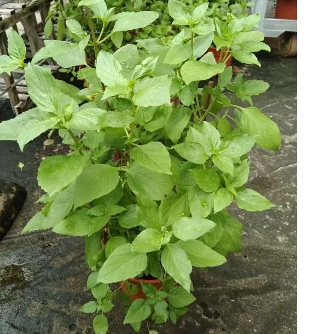 Thai Basil Edible Herb Plant 6-7 inch pot | Shopee Singapore