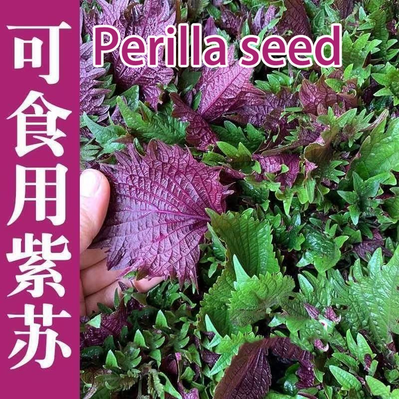 Perilla seeds are heat-resistant 紫苏种子 耐热易种 easy to grow and edible ...