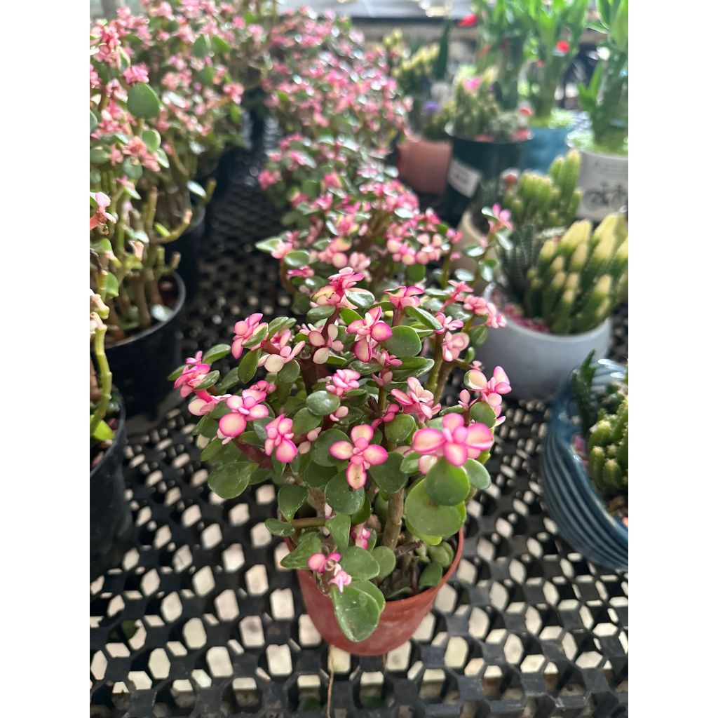 Portulacaria Afra Variegated with Big Stump/ Jade Plant/ Rainbow Bush ...