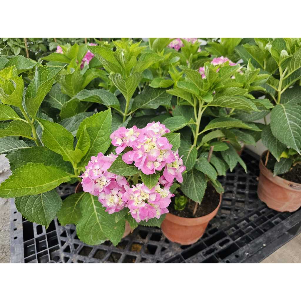 CNY Chinese New Year Hydrangea Flowering Indoor House Home Potted Plant ...