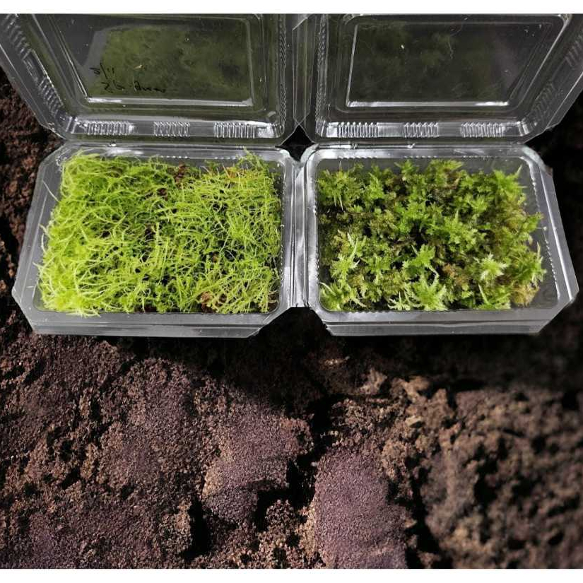SG READY STOCK Live Sphagnum Moss | Versatile Moss for Planting and ...