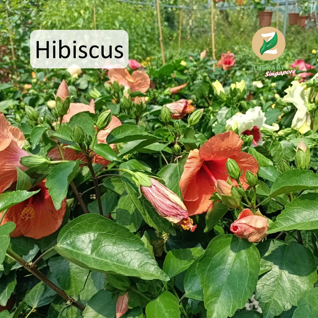 ֍Local Seller֍ Assorted Hibiscus Real Outdoor Houseplant | Shopee Singapore