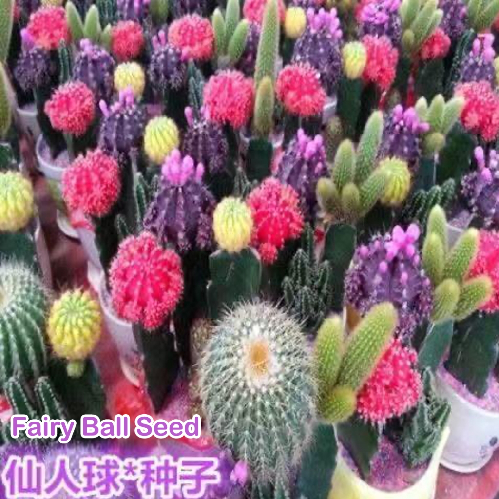 Cactus Seed - Easy to Plant Mixed Cactus Seed Set 仙人球种子- 易种植 混合仙人掌种子套装 ...