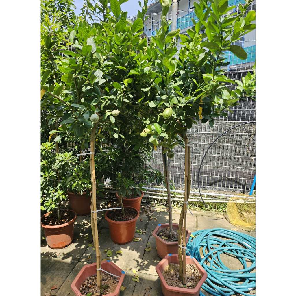 Approx 2m Large Size Lemon Tree House Home Plant Gardening Landscaping ...