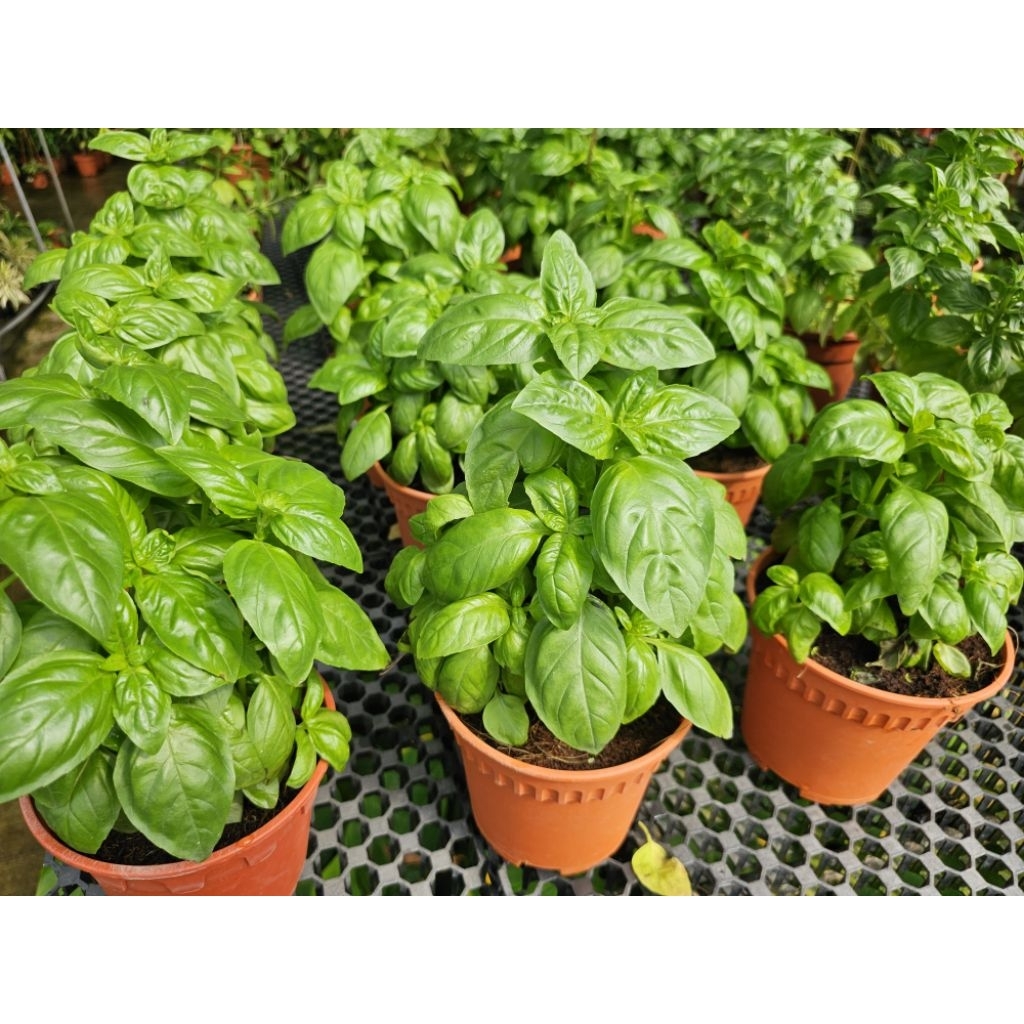 Sweet Basil Herb Indoor House Home Potted Plant Gardening Landscaping ...