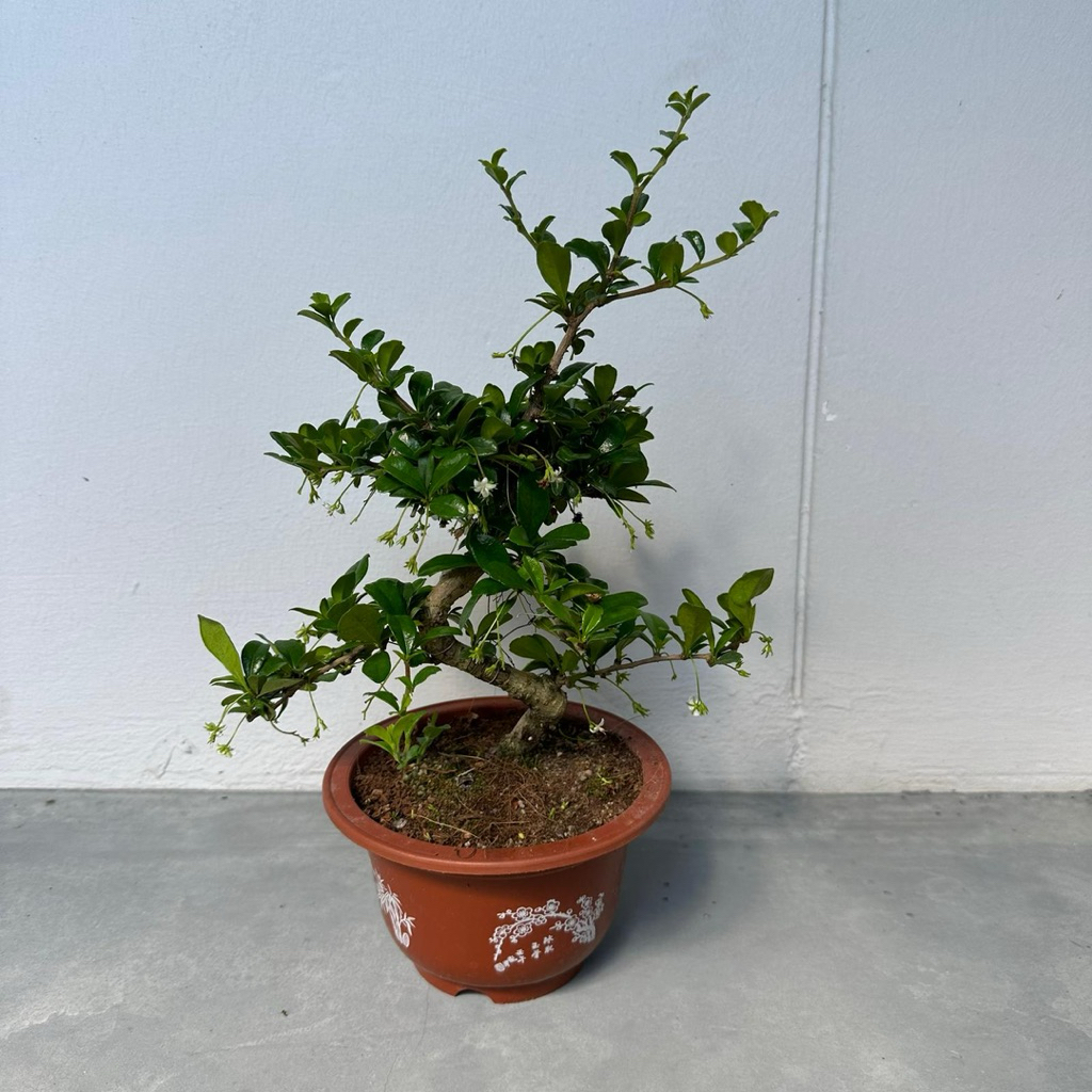 Carmona retusa, Fukien tea Bonsai, Hokkien tea Bonsai (0.35m) | Shopee ...