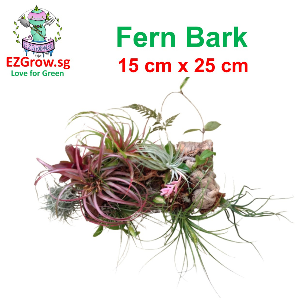 Fern Bark Slab for Mounting Orchids and Hoyas | SG Stock | EZGrow.sg ...