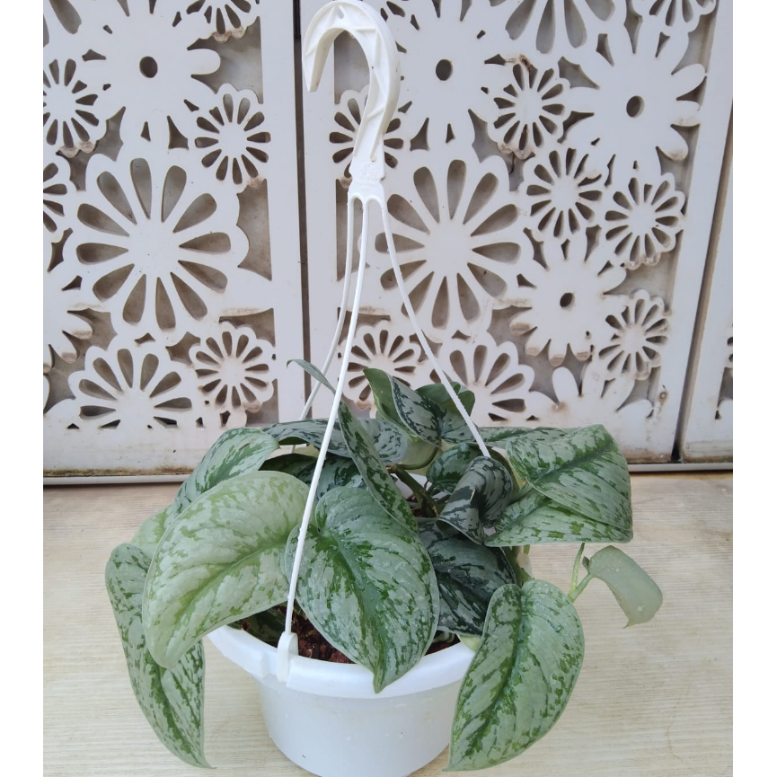 Satin pothos in White hanging pot of 8 inch dia. | Shopee Singapore