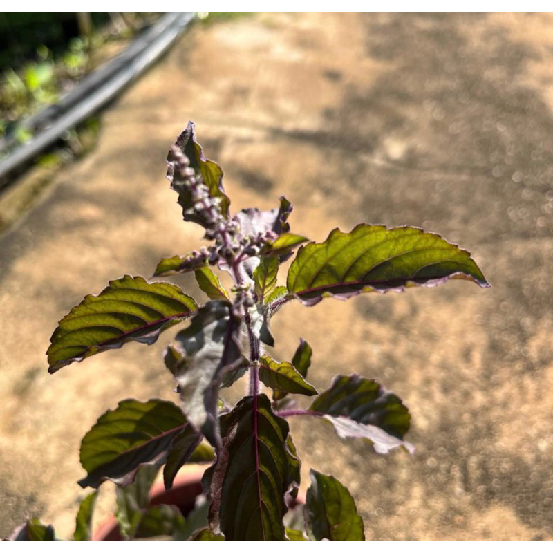 Ocimum Tenuiflorum, Holy Basil, Purple Tulsi (0.35m) | Shopee Singapore