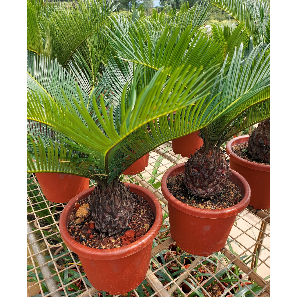 Cycas Revoluta Sago Palm Indoor House Home Potted Plant Gardening ...