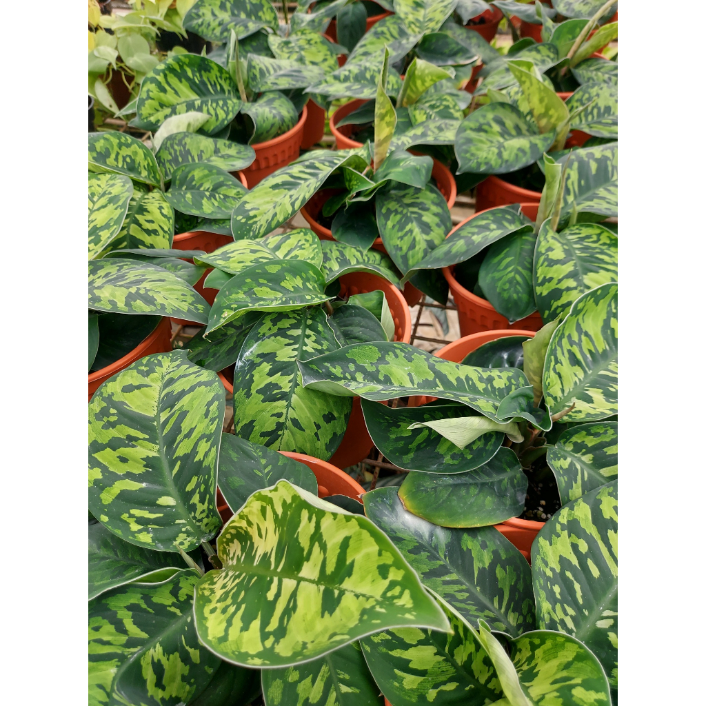 Homalomena Wallisii Army Indoor House Home Potted Plant Gardening ...