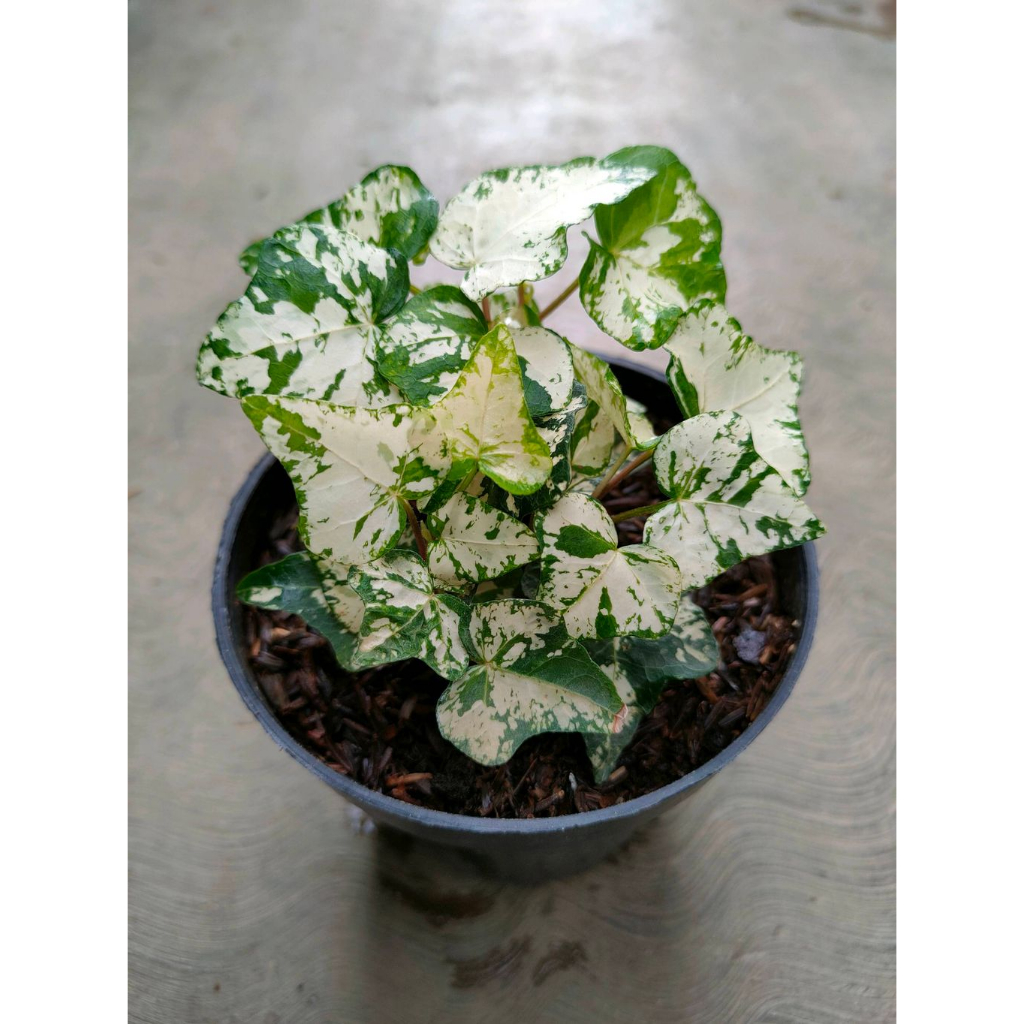 Hedera Helix Variegated: Nature's Artistry in Variegated Ivy! | Shopee ...