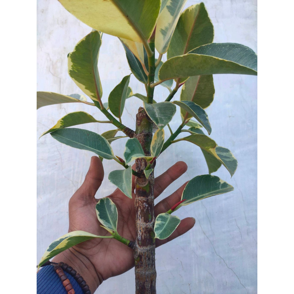 Ficus Elastica Variegated: Nature's Artistry in Variegated Rubber Plant ...