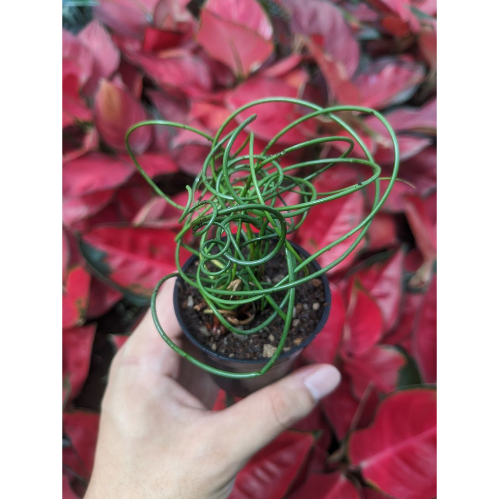 Corkscrew Rush / Juncus Spiralis - Interesting and Wild Looking House ...
