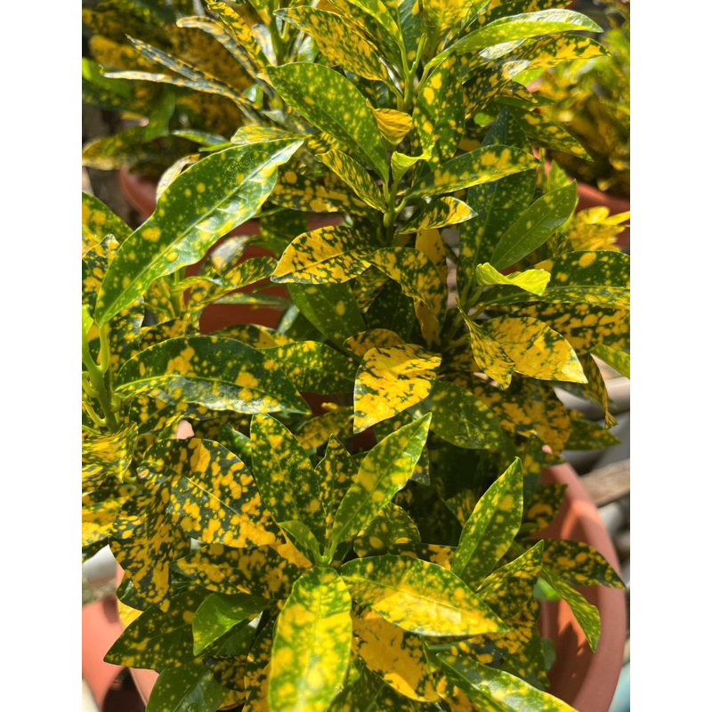 Codiaeum Variegatum, Yellow Spots (0.6m) | Shopee Singapore
