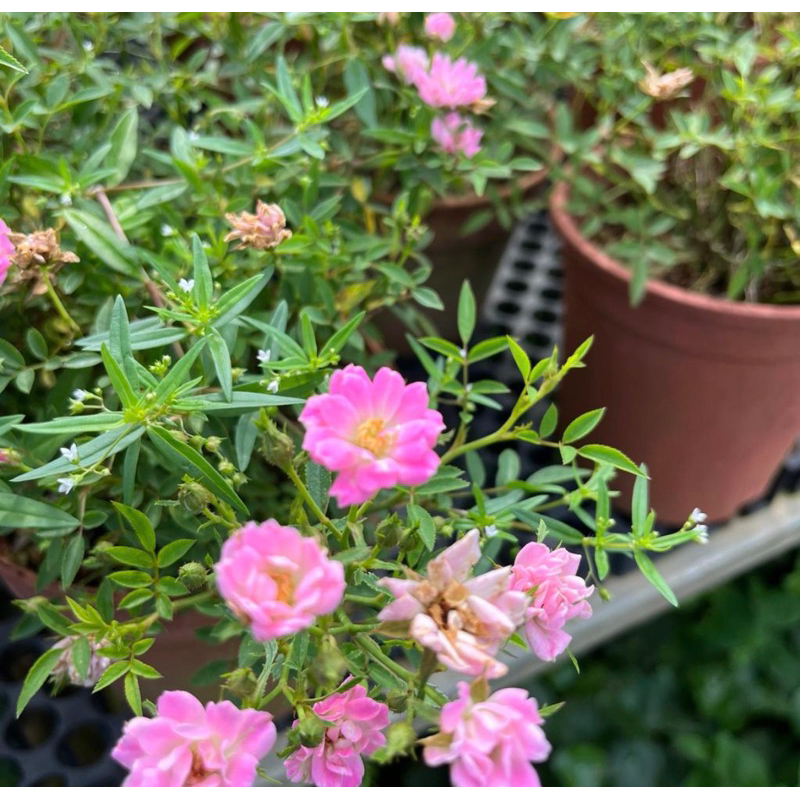 Mini Pink Rose (0.25m) | Shopee Singapore