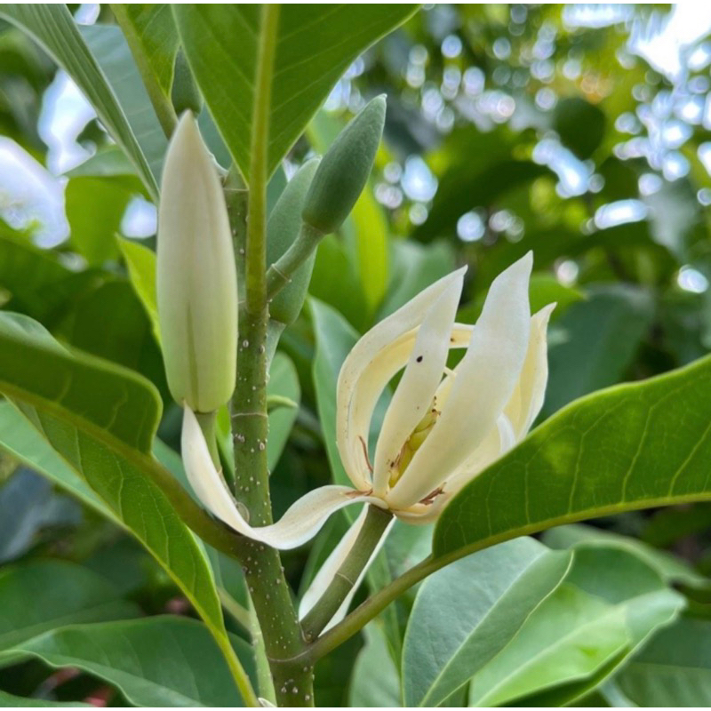 Magnolia Champaca (1m) | Shopee Singapore