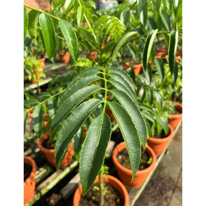 Spondias Dulcis Parkinson, Ambarella, Balonglong, Kedondong (1.2m ...