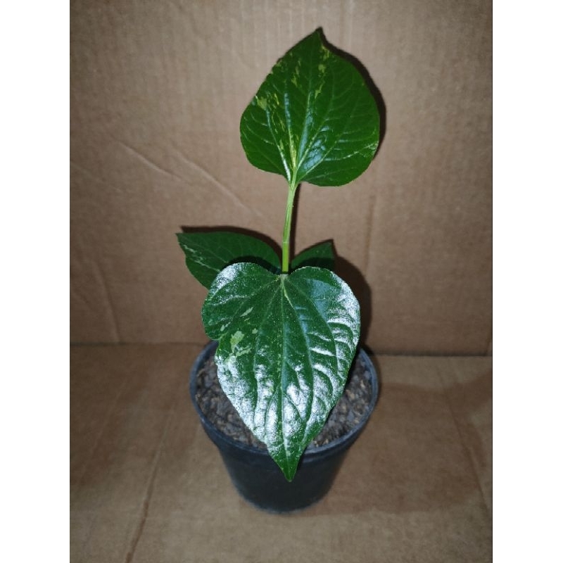 Piper Retrofractum Fructus | Shopee Singapore