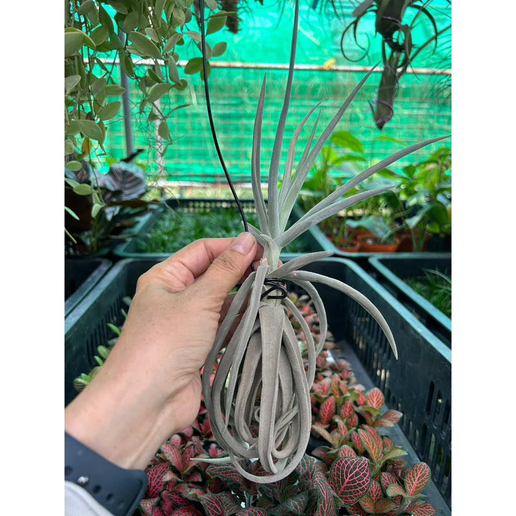 Airplant - T. duratii (M) | Shopee Singapore