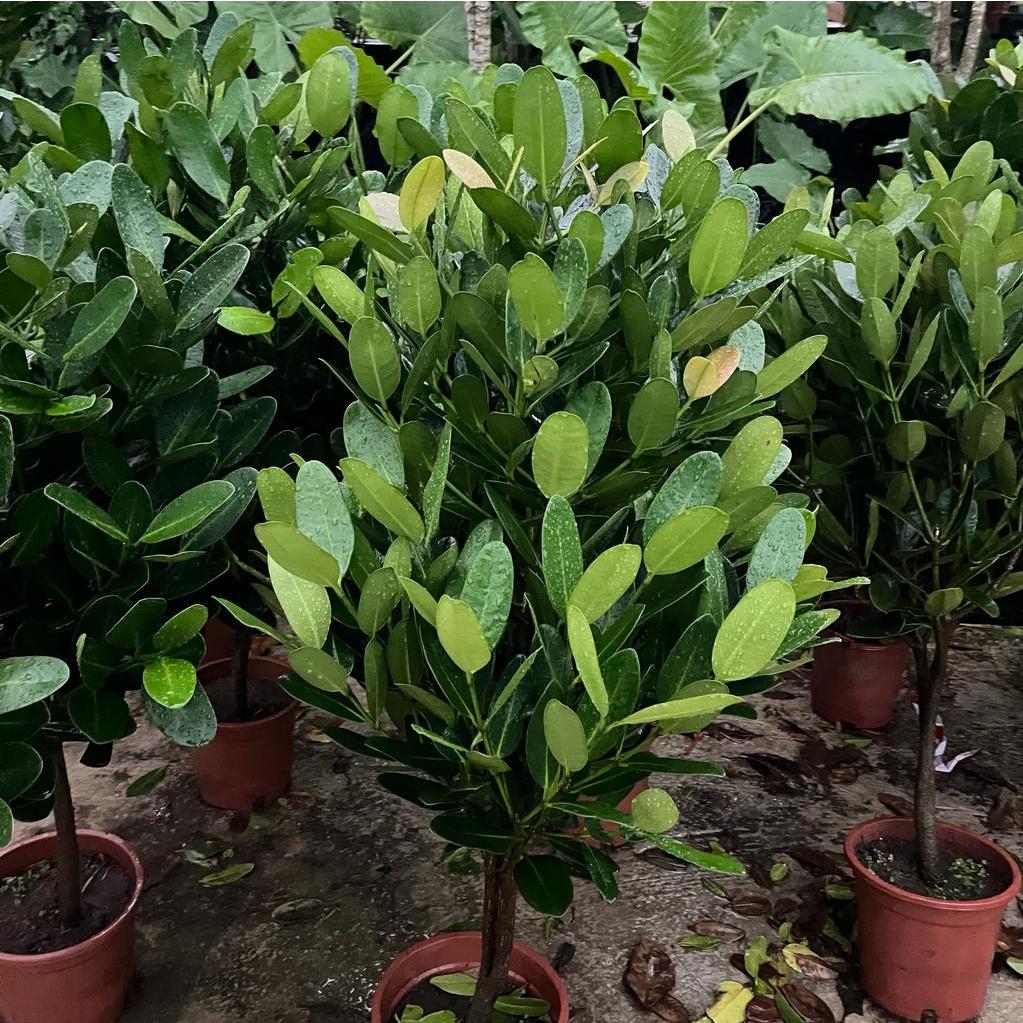 Garcinia subelliptica, Happiness tree (1.3m) | Shopee Singapore